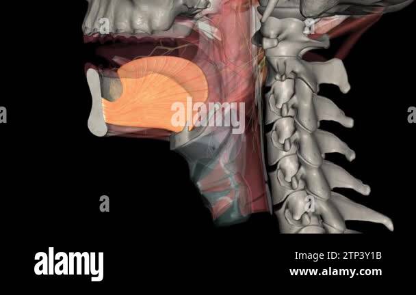 genioglossus is one of the paired extrinsic muscles of the tongue Stock ...
