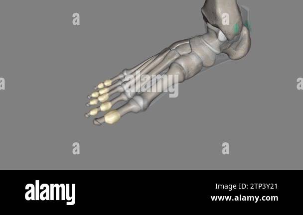 The interphalangeal joints of the foot are between the phalanx bones of ...