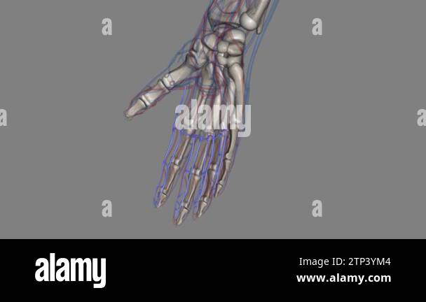 The palmar (volar) digital veins on each finger are connected to the ...
