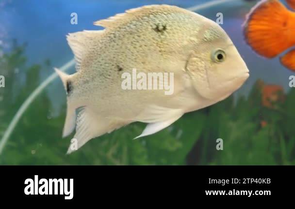 Silvery fish Stock Videos & Footage - HD and 4K Video Clips - Alamy