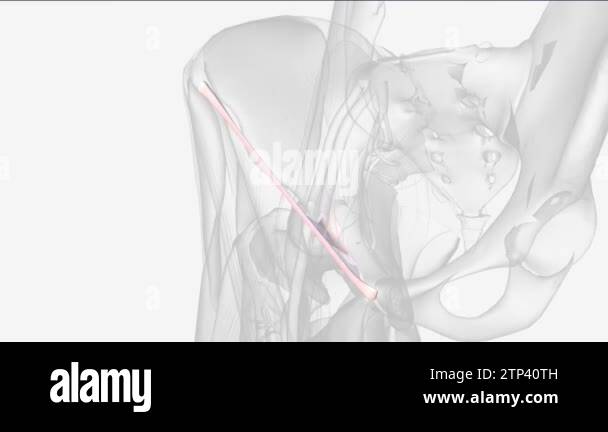 inguinal ligament is a set of two bands that connect the oblique ...