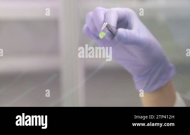 Plants growth method Stock Videos & Footage - HD and 4K Video Clips - Alamy