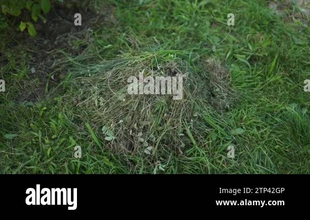Woman Hands Removing Grass Weeds Plant From Lawn At Front Yard Weed Control And Garden Lawn