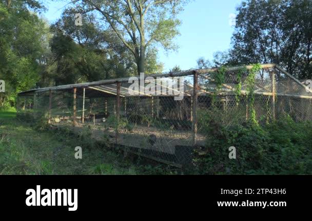 Cage for extensive breeding of turkeys Meleagris, pheasants, helmeted ...