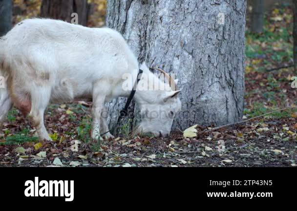 Subfamily of caprinae Stock Videos & Footage - HD and 4K Video Clips ...