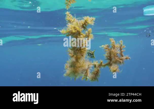Newborn baby of Trigger fish hides from predators in piece of seaweed ...