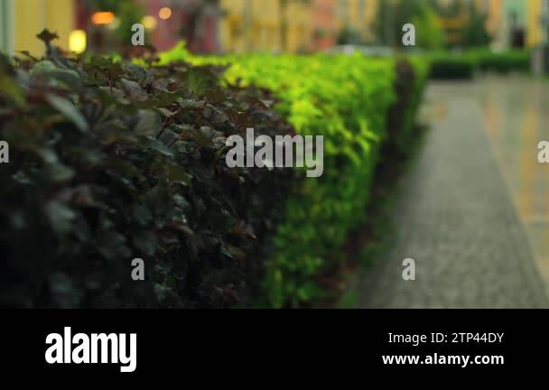 Green bush fence Stock Videos & Footage - HD and 4K Video Clips - Alamy
