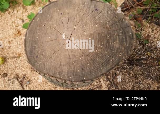 Stump of old ash tree in sunny weather, top view Stock Video Footage ...