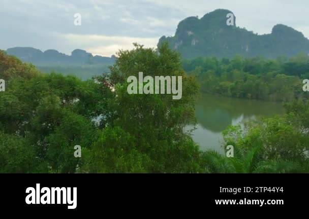 Trees ecosystem environment Stock Videos & Footage - HD and 4K Video ...