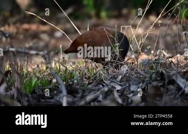 Leaf litter insects Stock Videos & Footage - HD and 4K Video Clips - Alamy
