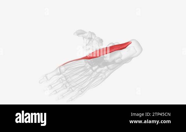 Abductor hallucis is one of the medial plantar muscles whose function ...