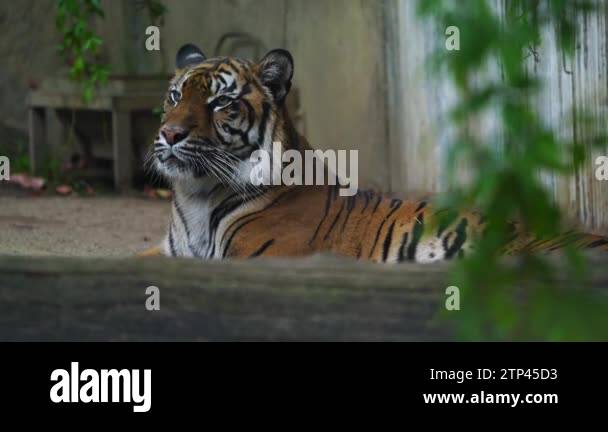 Sumatran tiger in zoo Stock Videos & Footage - HD and 4K Video Clips ...