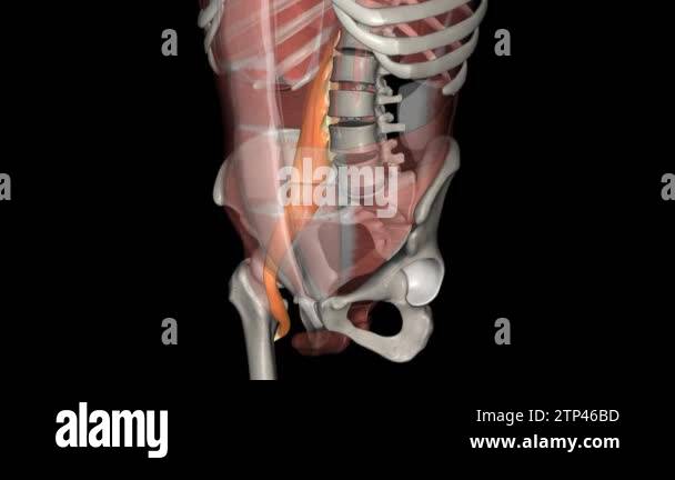 The psoas muscle is a paraspinal muscle located deep in the body, very ...