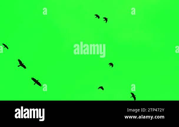 Black crows flying on green screen background Stock Video Footage - Alamy