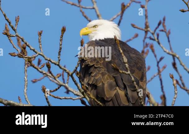 Bald eagle british columbia Stock Videos & Footage - HD and 4K Video ...