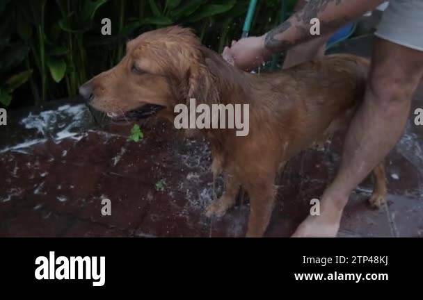 Care for a golden retriever dog. The owner washes his dog in the yard ...
