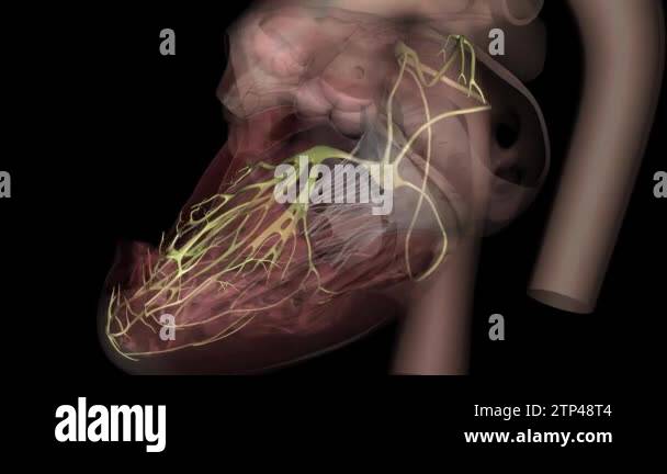 Cardiac auscultation Stock Videos & Footage - HD and 4K Video Clips - Alamy