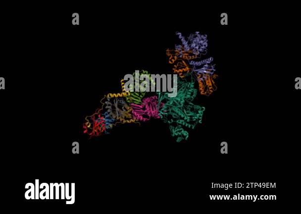 Cryo-EM structure of the human GATOR1-Rag-Ragulator complex. Animated ... Cryo-EM structure of the human GATOR1-Rag-Ragulator complex. Animated ...