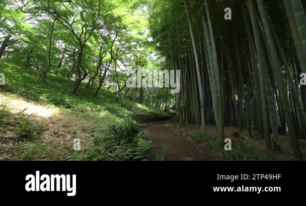 Tokyo trail garden Stock Videos & Footage - HD and 4K Video Clips - Alamy