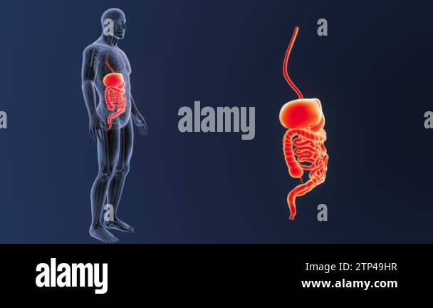 skeleton posterior view of human digestive system, out of body on blue ...