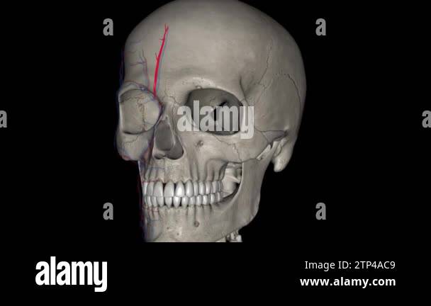 The supratrochlear artery (or frontal artery) is one of the terminal ...