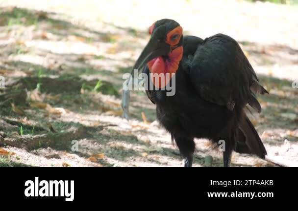 Prey mouse Stock Videos & Footage - HD and 4K Video Clips - Alamy