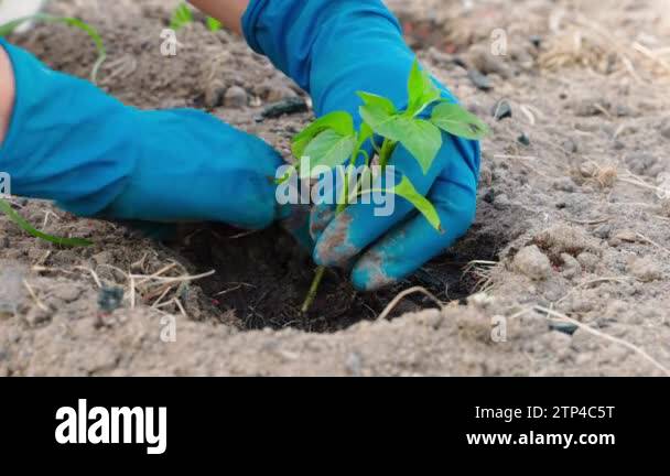 Watered soil Stock Videos & Footage - HD and 4K Video Clips - Alamy