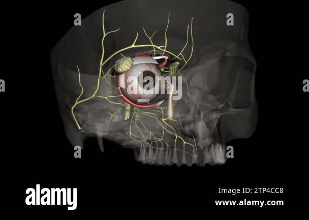 The eye light reflex, is regulated by three structures: the retina, the ...