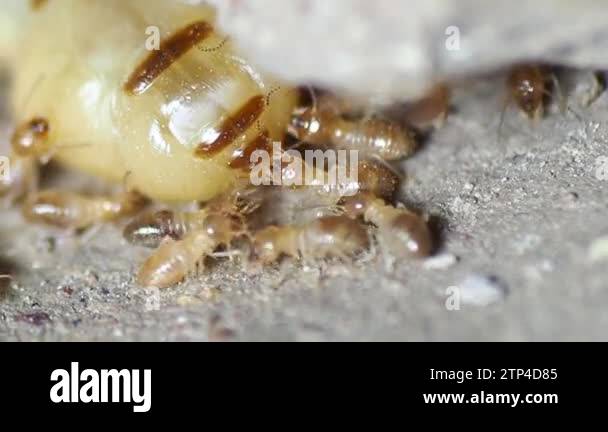 The Termite Queen. Documentary video of the termite queen and ants in ...
