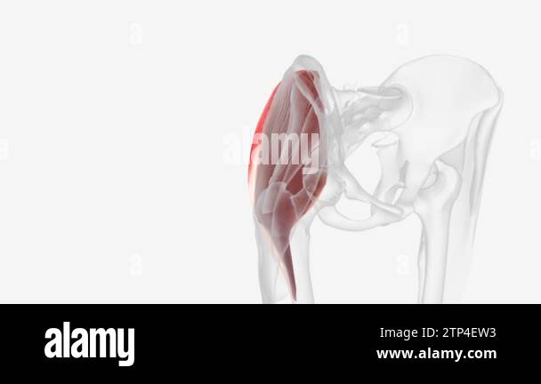 The gluteus maximus is the most superficial and largest of the three ...