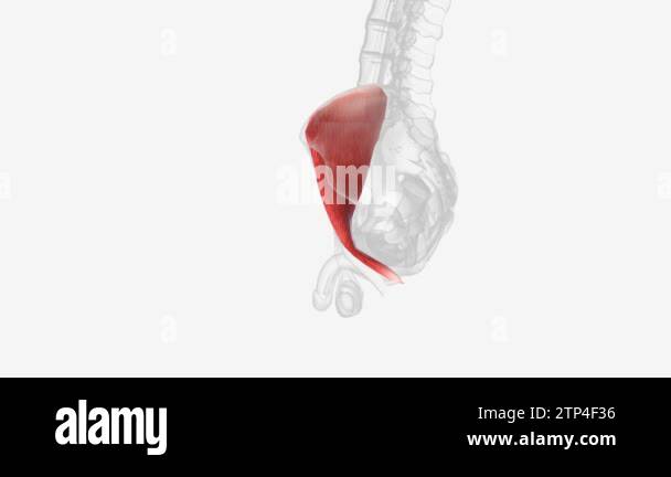 The iliacus muscles flexes and externally rotates the femur Stock Video ...