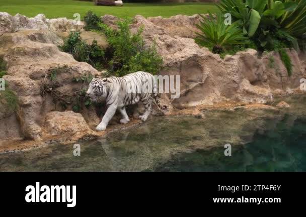 Tiger garden Stock Videos & Footage - HD and 4K Video Clips - Alamy