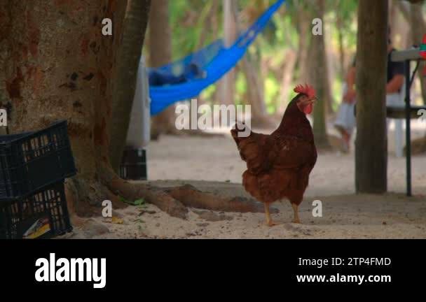 Chicken beach Stock Videos & Footage - HD and 4K Video Clips - Alamy