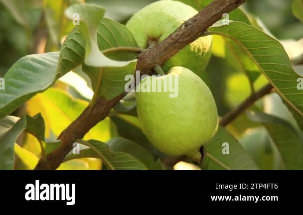 4k footage of of guavas hanging on the tree's branch. Hanging guava fruit. Close up of guavas ...