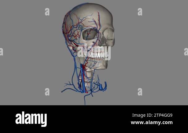 Head veins Stock Videos & Footage - HD and 4K Video Clips - Alamy