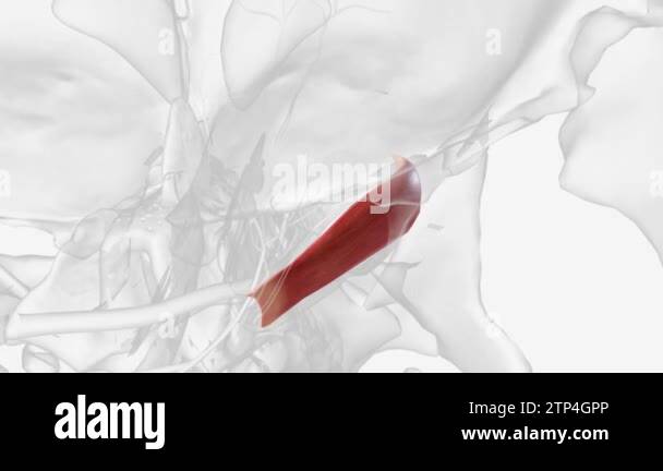 The lateral rectus is a flat-shaped muscle, and it is wider in its ...