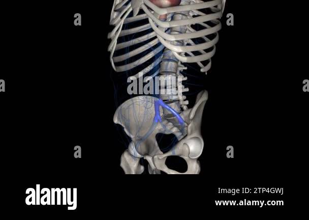 The common iliac vein is formed by the unification of the internal and ...