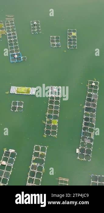Fish farm with cages on Maninjau lake. Farming aquaculture or ...