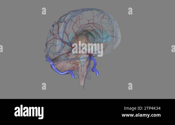 The sigmoid sinus is a paired intracranial venous channel Stock Video ...