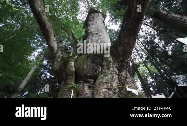 A Japanese zelkova tree at the shrine in Nakanojo Gunma. High quality 4k footage. Agatsuma ...
