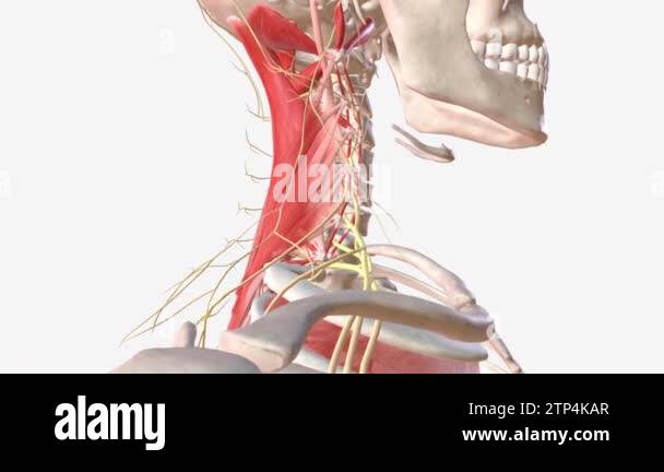The neck muscles are innervated by various cervical nerves and their ...