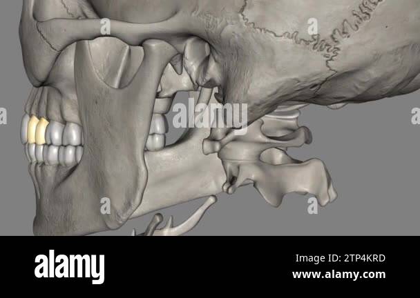 The maxillary premolars number four: two in the right maxilla and two ...