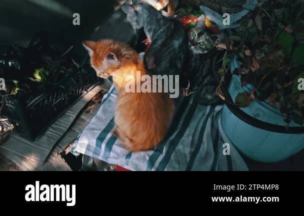 Dirty stray kittens are warming themselves with their mother in a small ...