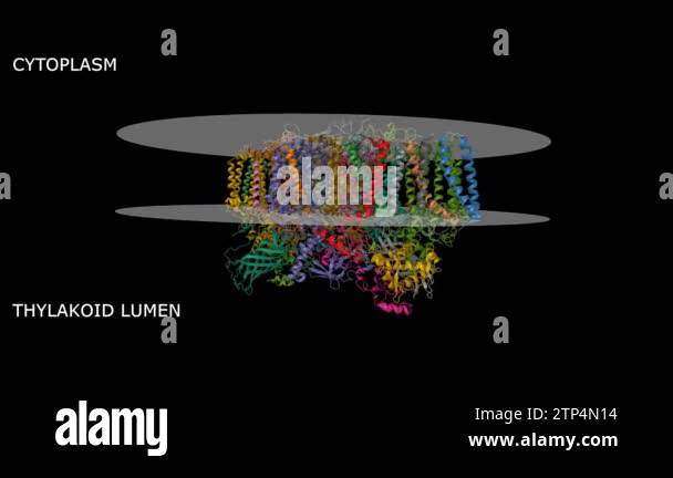 Crystal structure of Photosystem II from Thermosynechococcus elongatus ...