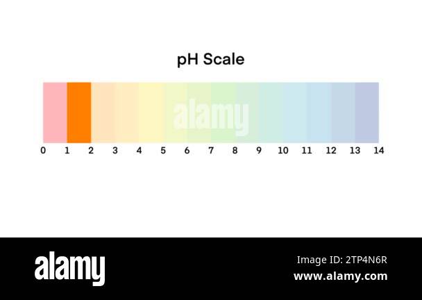 Ph scale diagram, Ph scale vector graphic, Acid to base, pH scale Infographic acid-base balance ...