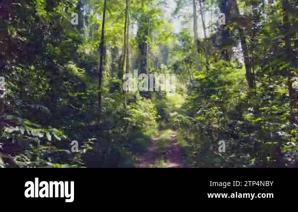 Primary rain forest asia Stock Videos & Footage - HD and 4K Video Clips ...