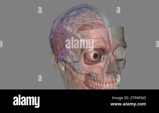 The superficial temporal vein courses down from the midparietal region ...