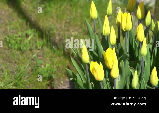 Yellow tulips bloom in spring. Blur bokeh. Tulip flower nature. Floral background. Botanical ...