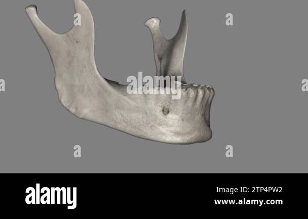 The mandible, located inferiorly in the facial skeleton, is the largest ...