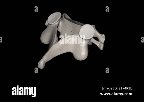 The C6 spinal vertebra is part of the cervical spinal cord, located in ...